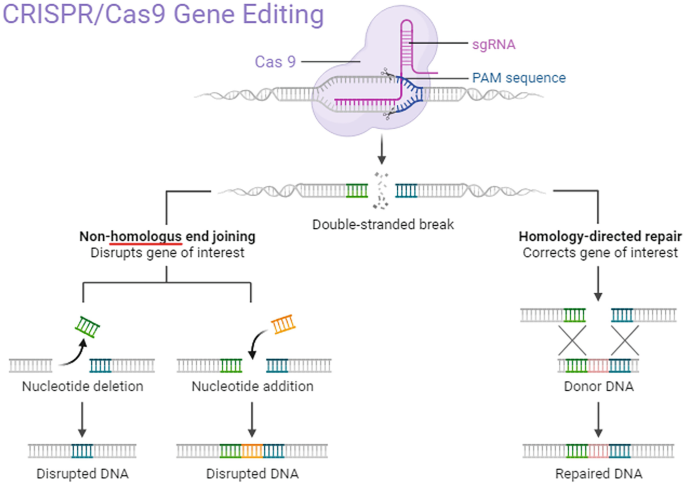 Gene Editing And Reprogramming Of Human Fibroblast Cells To Human Induced Pluripotent Stem Cells