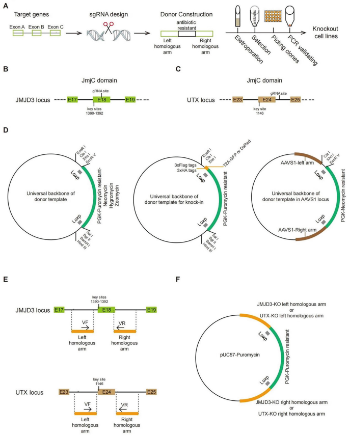 Generation of Knockout Human PSCs Using CRISPR/Cas9 Editing with a ...