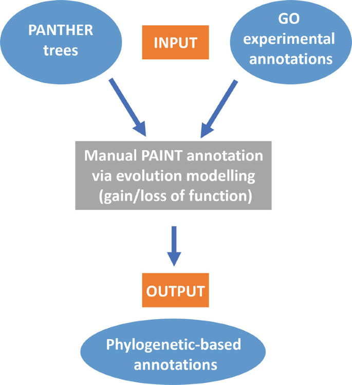Interpreting Gene Ontology Annotations Derived from Sequence Homology ...