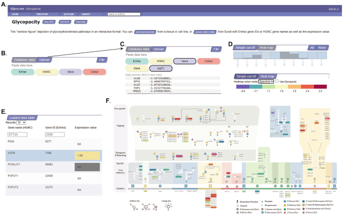 Integration of Web-Based Tools to Visualize, Integrate, and Interpret Glycogene Expression and ...