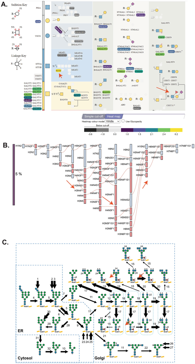 Integration of Web-Based Tools to Visualize, Integrate, and Interpret Glycogene Expression and ...