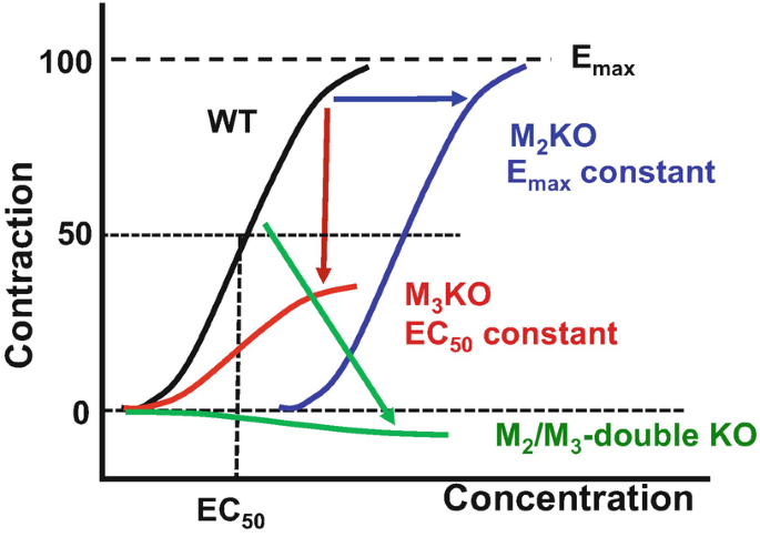 Muscarinic Regulation of Gastrointestinal Motility | SpringerLink