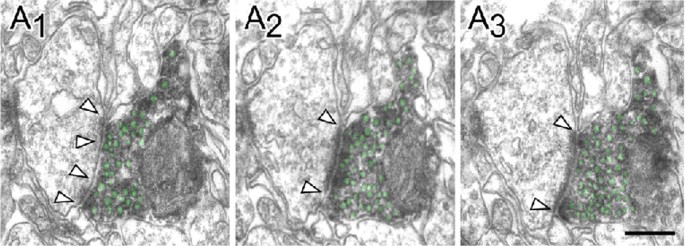 3D Quantitative Analysis of Synaptic Ultrastructure in Identified Long ...