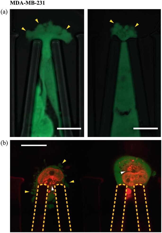 Methods and Protocol for Single-Cell Motility Assays under Topological ...