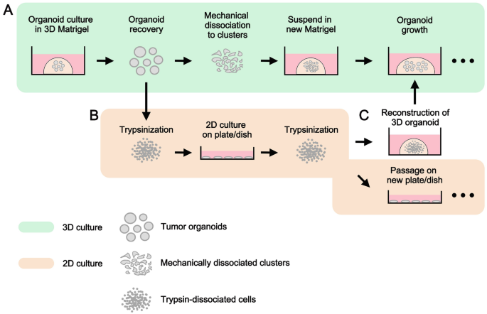An In Vivo Metastasis Model Using Genotype-Defined Tumor Organoids ...