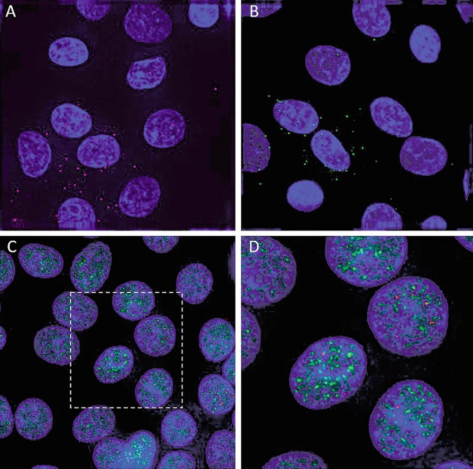 A Fluorescent In Situ Hybridization (FISH) Assay for Detection of HBV ...