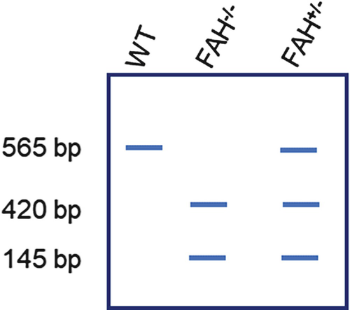 Modeling HBV Infection and Therapy in Immunodeficient NOD-Rag1 ...