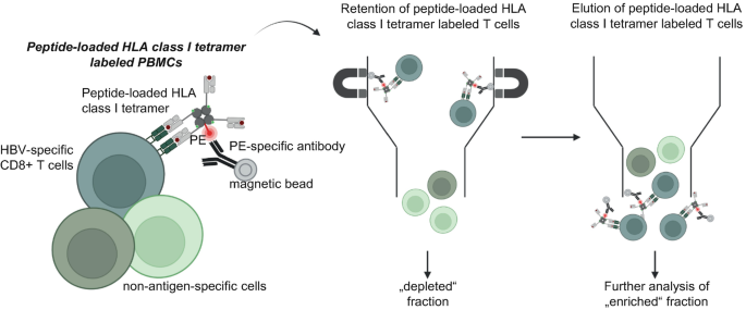 Peptide-Loaded HLA Class I Tetramer-Associated Magnetic Bead-Based ...