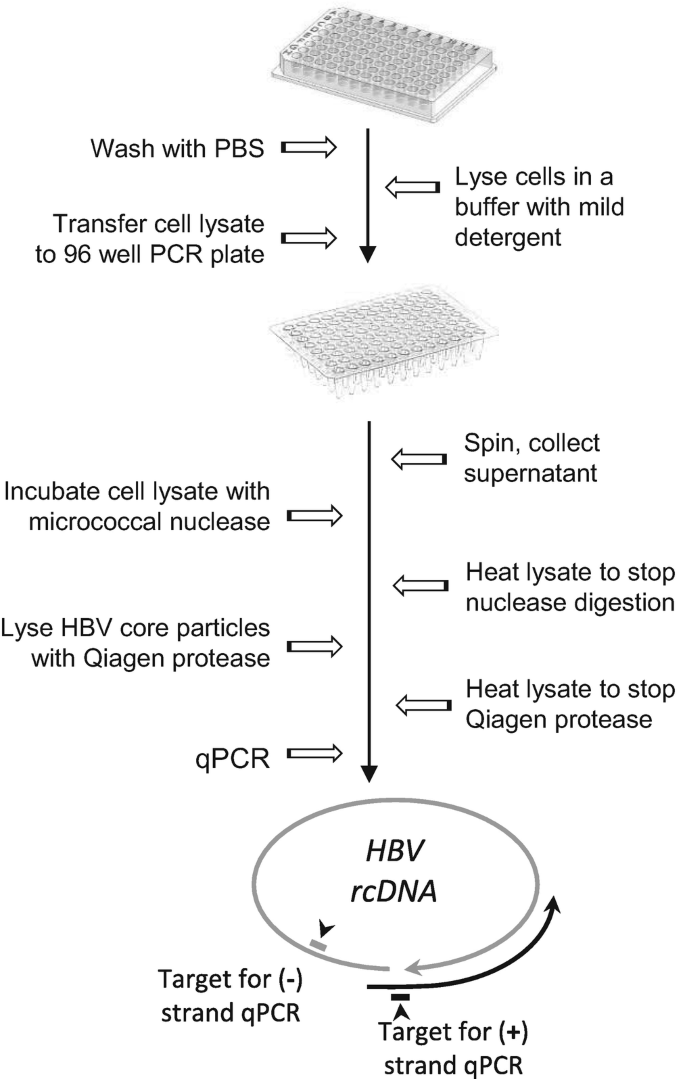 In Vitro Enzymatic and Cell Culture-Based Assays for Measuring Activity ...