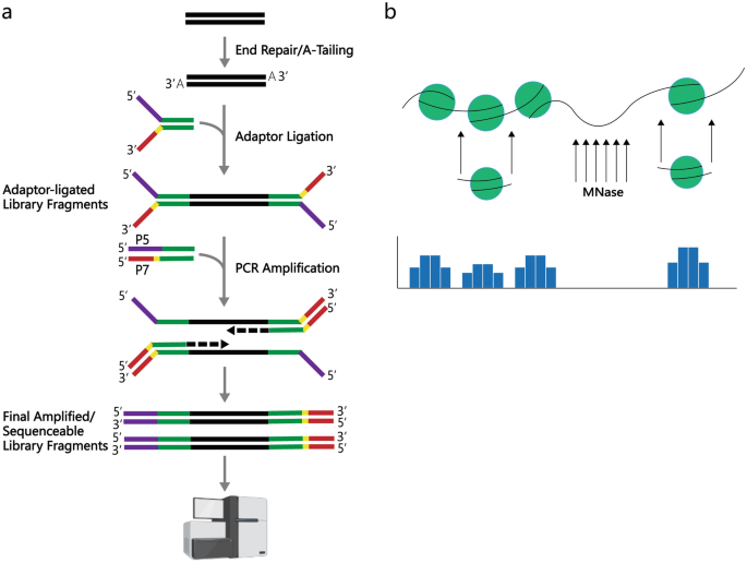 Analysis of HBV cccDNA Minichromosome Accessibility by MNase-qPCR and ...
