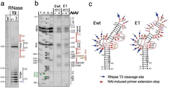 Structural Analysis of the Hepatitis B Virus RNA Encapsidation Signal ε ...