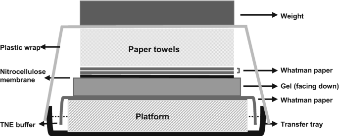 A Particle Gel Assay for Detection of Intracellular Hepatitis B Virus ...