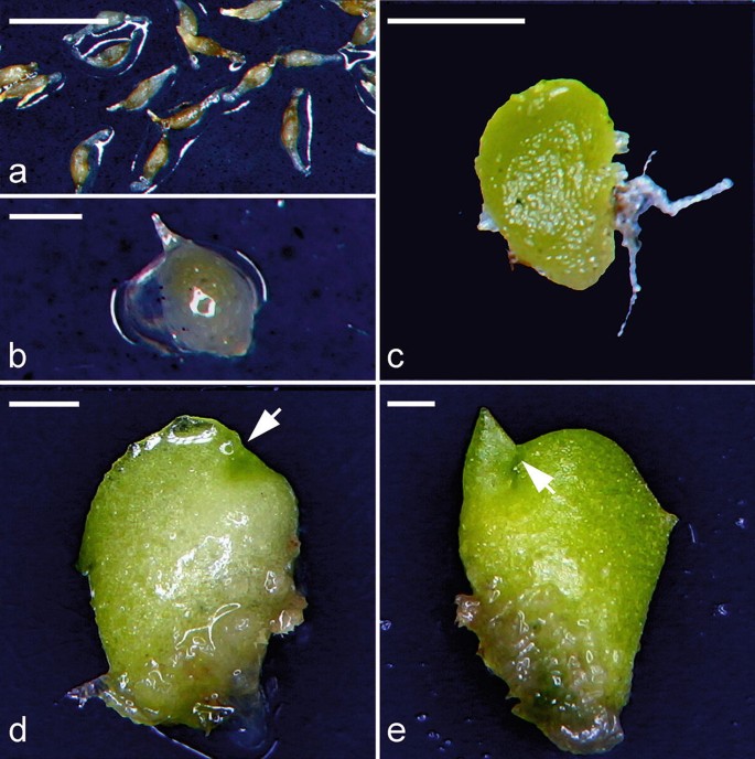 The Orchid Protocorm | SpringerLink