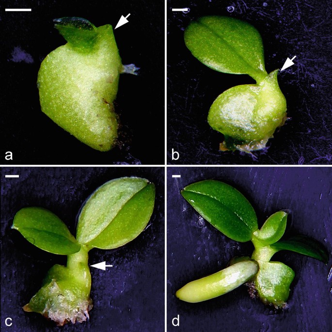 The Orchid Protocorm | SpringerLink