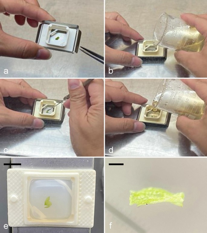 Microtome-Based Sectioning Method for Generating Thin Cell Layer ...