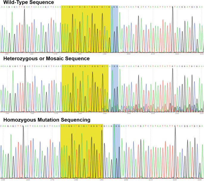 CRISPR-Cas9 Technology in Plant Genomics Research: A Review and Tutorial for Implementation with ...
