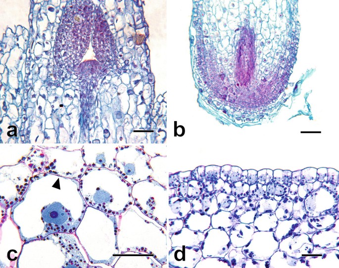 Histological Methods Used in the Study of Protocorm. II. Techniques and ...