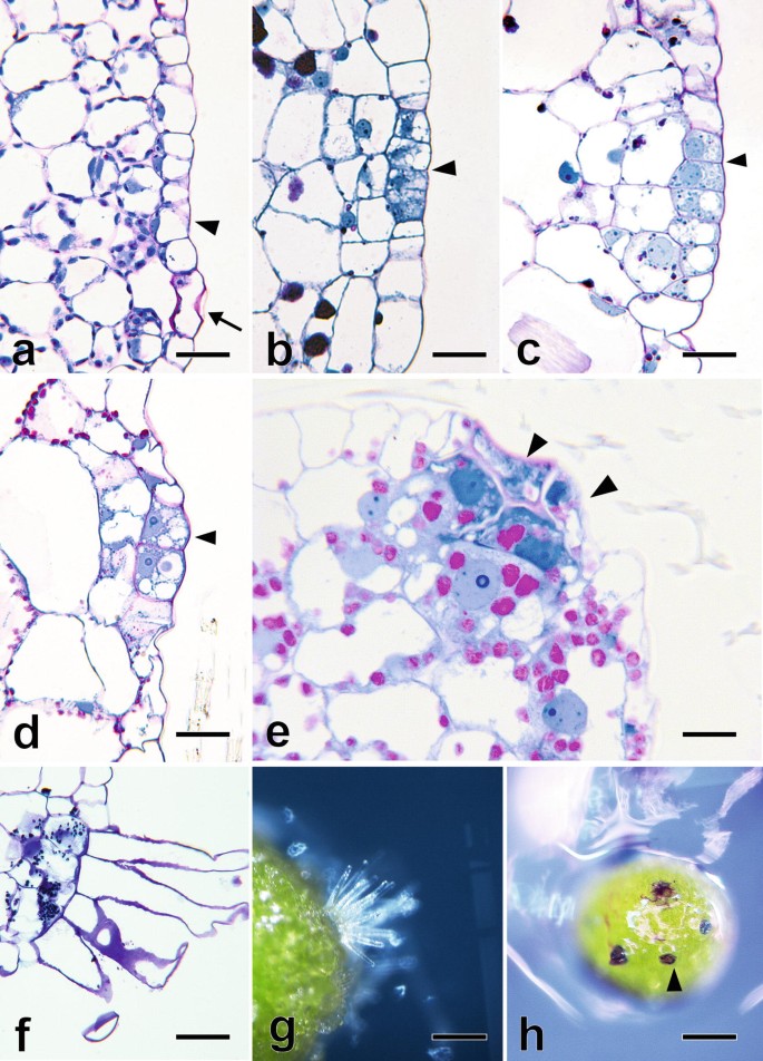 Asymbiotic Protocorm Morphogenesis | SpringerLink