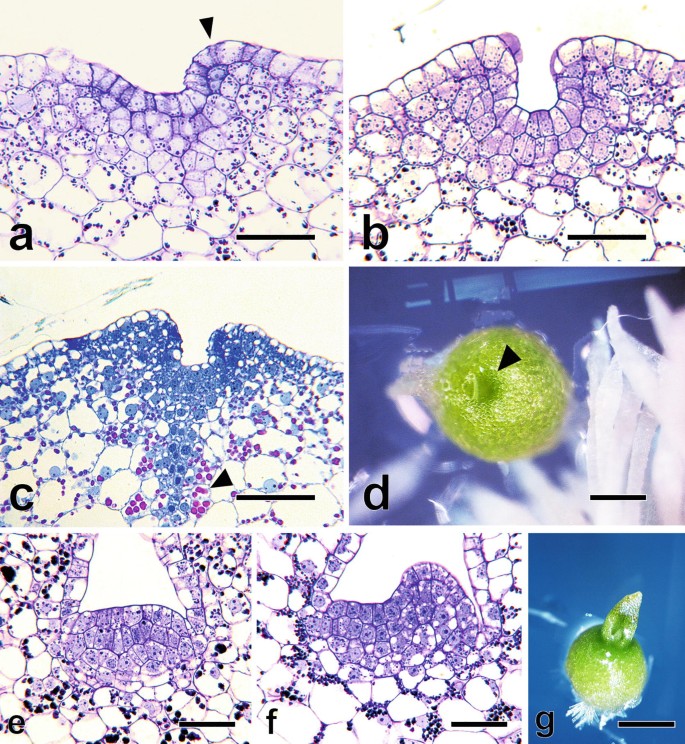 Asymbiotic Protocorm Morphogenesis | SpringerLink