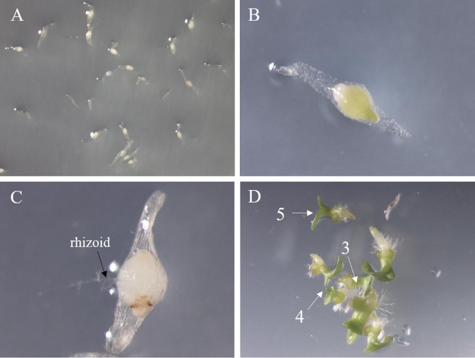 In Vitro Asymbiotic and Symbiotic Germination Techniques for ...