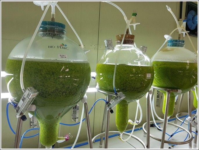 Dendrobium candidum Wall. ex Lindl.: Production of Protocorm-Like Body ...