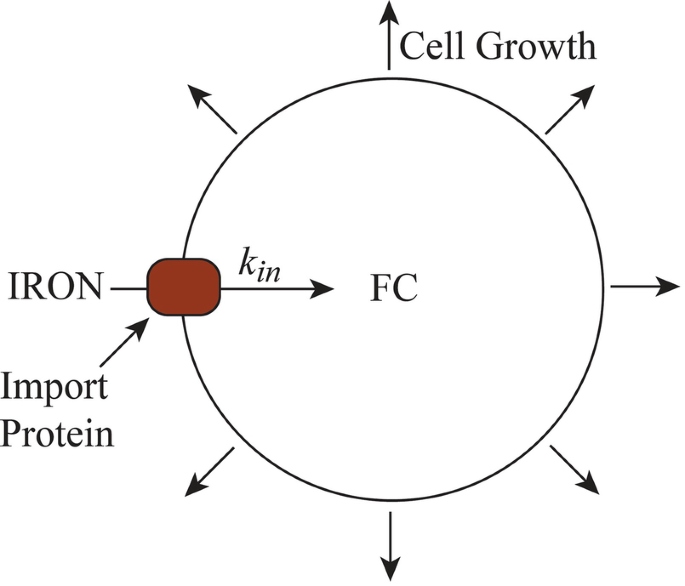 Iron Homeostatic Regulation in Saccharomyces cerevisiae: Introduction ...