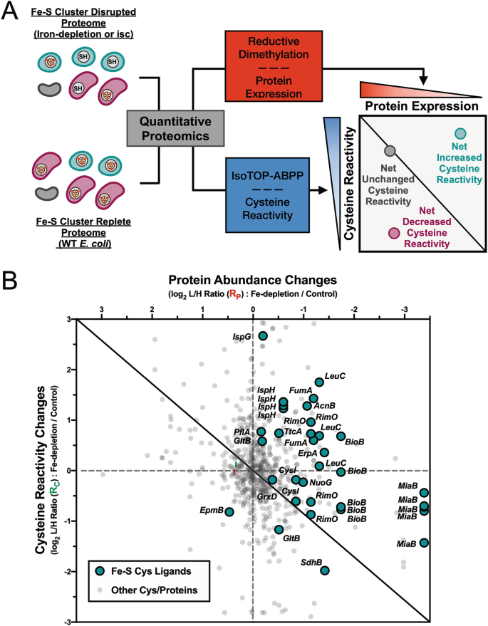 A Chemoproteomic Approach to Monitor Native Iron–Sulfur Cluster Binding ...