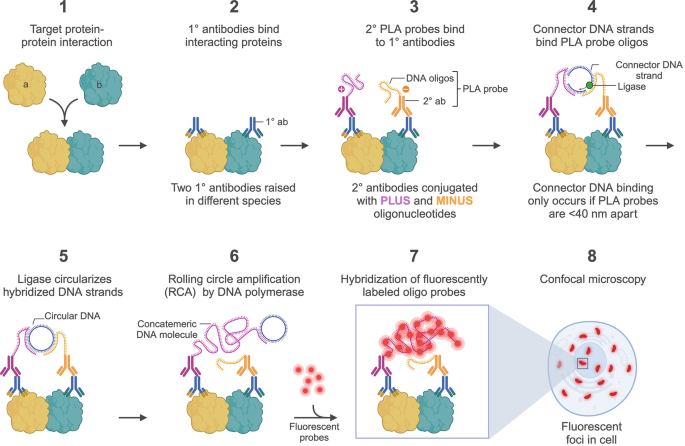 Proximity Ligation Assay for the Analysis of Iron-Mediated Protein ...