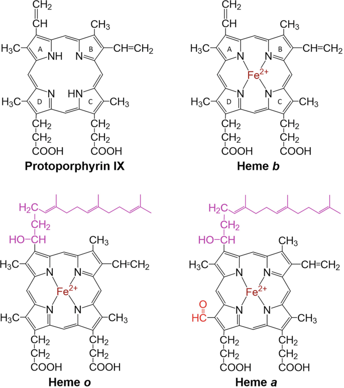 Heme o Isolation and Analysis Using Heme o Synthase Heterologously ...