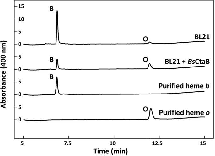 Heme o Isolation and Analysis Using Heme o Synthase Heterologously ...