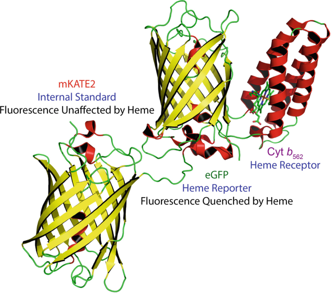 Fluorometric Methods to Measure Bioavailable and Total Heme | SpringerLink