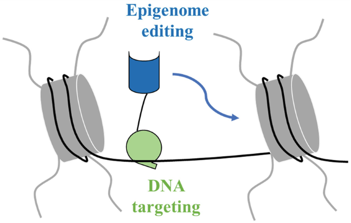 Development of Locus-Directed Editing of the Epigenome from Basic ...