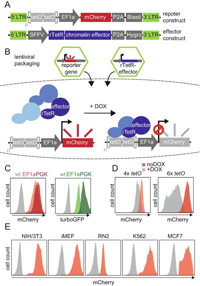 Fluorescent Reporter Systems to Investigate Chromatin Effector Proteins ...