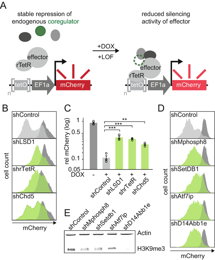 Fluorescent Reporter Systems to Investigate Chromatin Effector Proteins ...