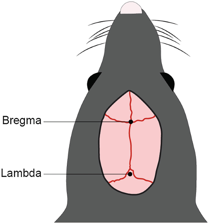 Stereotaxic Surgery as a Method to Deliver Epigenetic Editing Constructs in Rodent Brain ...