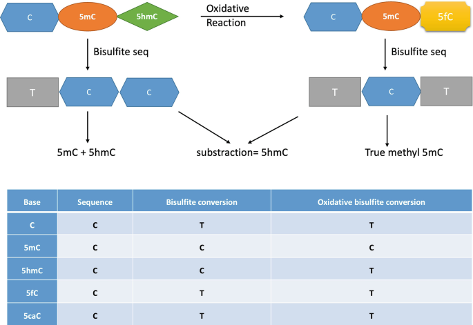 Whole-Genome Bisulfite Sequencing Protocol for the Analysis of Genome ...