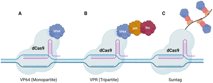 Designing Epigenome Editors: Considerations of Biochemical and Locus ...