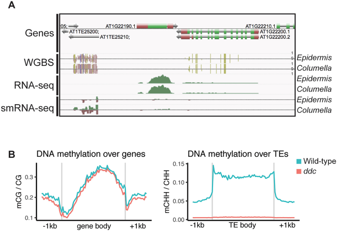 Approaches for the Analysis and Interpretation of Whole-Genome ...