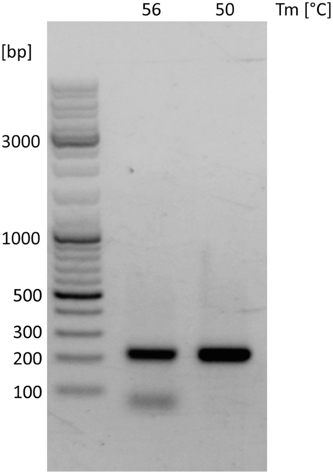 Amplicon-Based Bisulfite Conversion-NGS DNA Methylation Analysis ...
