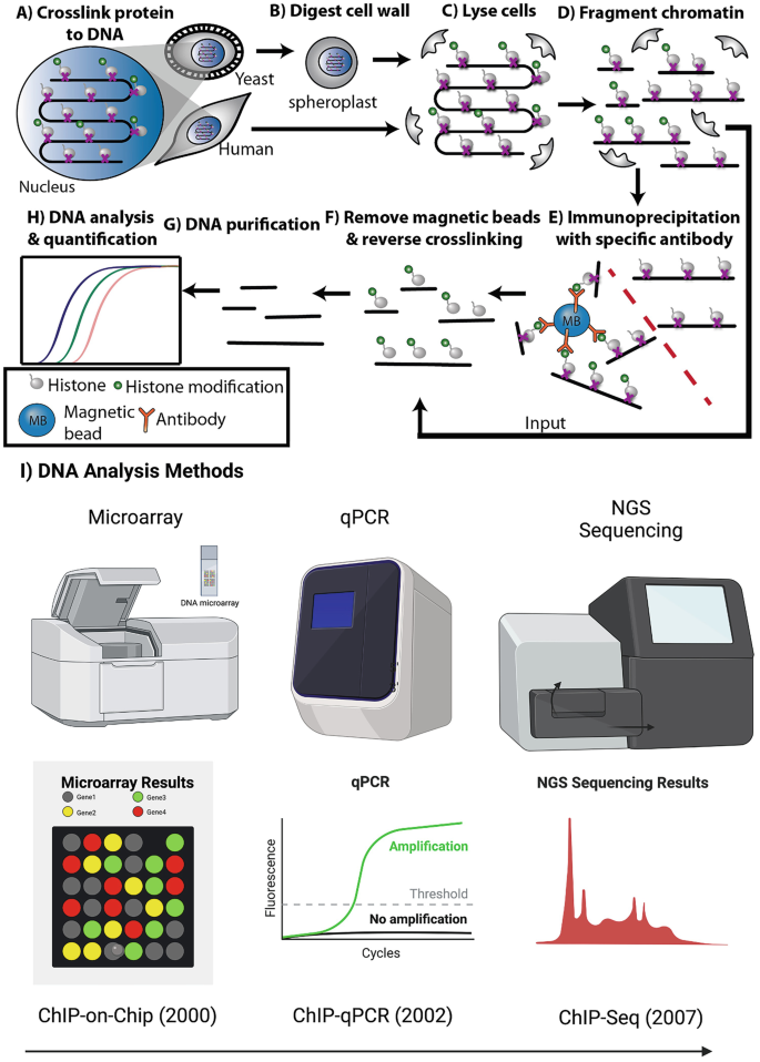 Summary of ChIP-Seq Methods and Description of an Optimized ChIP-Seq Protocol | SpringerLink