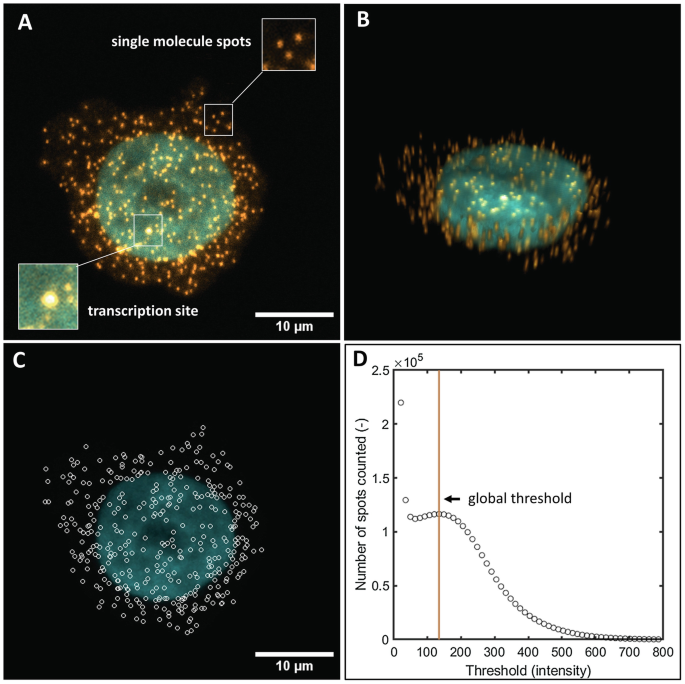 Single-Molecule Analysis of Transcription Dynamics to Understand the ...