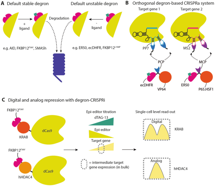 Fine-Tuning the Epigenetic Landscape: Chemical Modulation of Epigenome ...