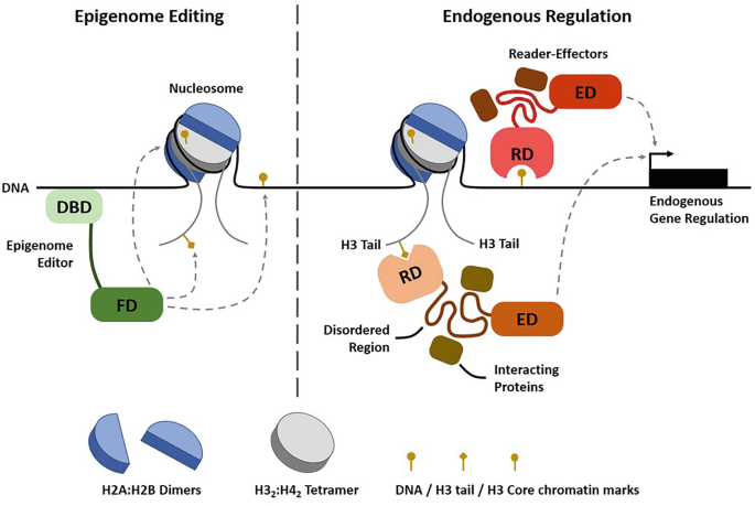 Reader-Effectors as Actuators of Epigenome Editing | SpringerLink