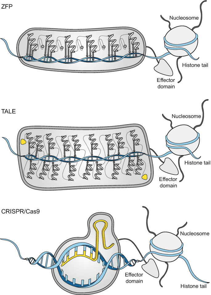 Neuroepigenetic Editing | SpringerLink