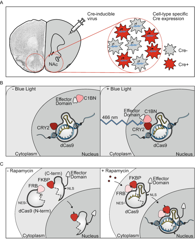 Neuroepigenetic Editing | SpringerLink