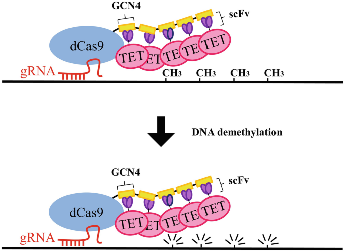 Optimized Protocol for the Regulation of DNA Methylation and Gene ...