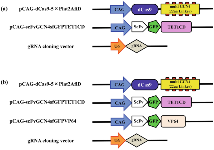 Optimized Protocol for the Regulation of DNA Methylation and Gene ...