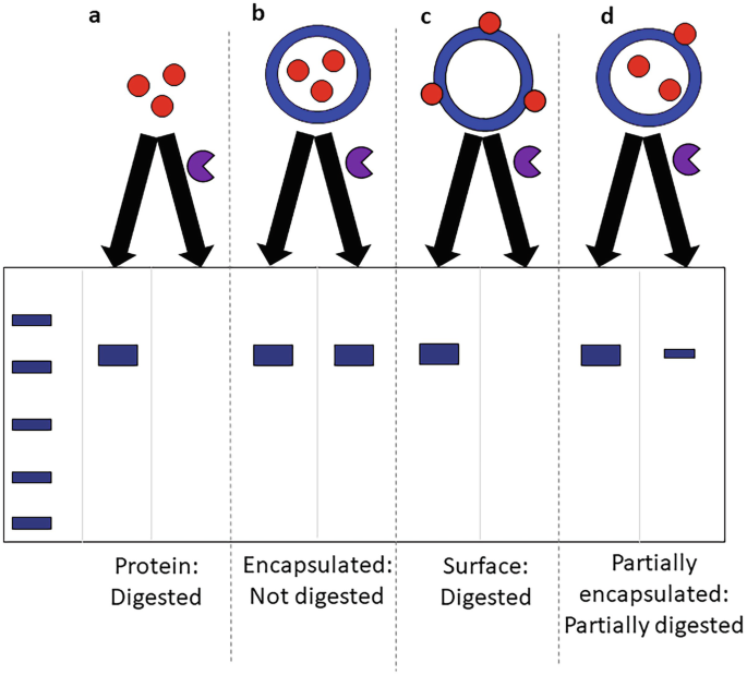 Methods to Analyze the Surface Composition of Bacterial Membrane ...