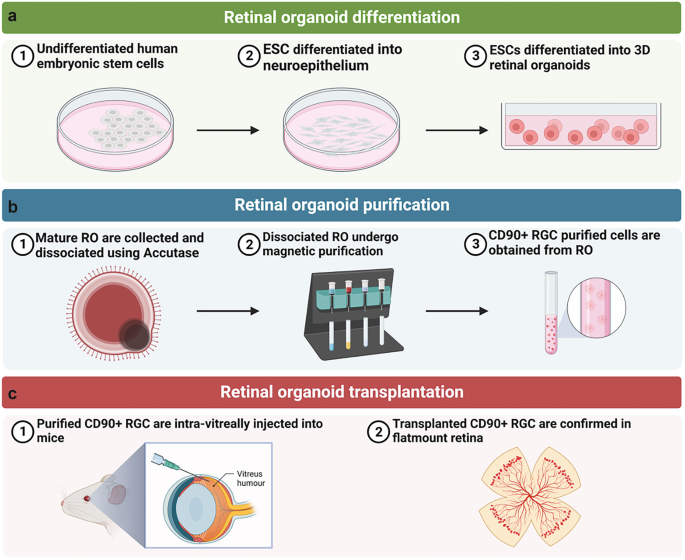 Generating ESC-Derived RGCs for Cell Replacement Therapy | SpringerLink