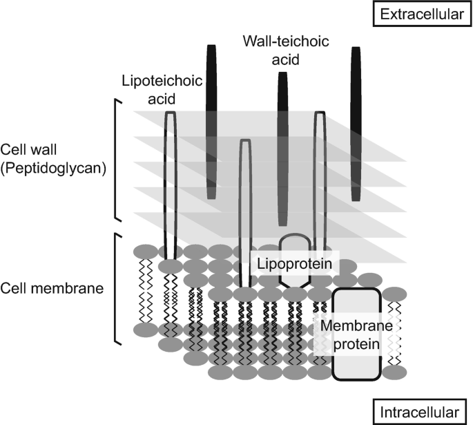 Preparation and Structural Analysis of Lipoteichoic Acid on Cell ...